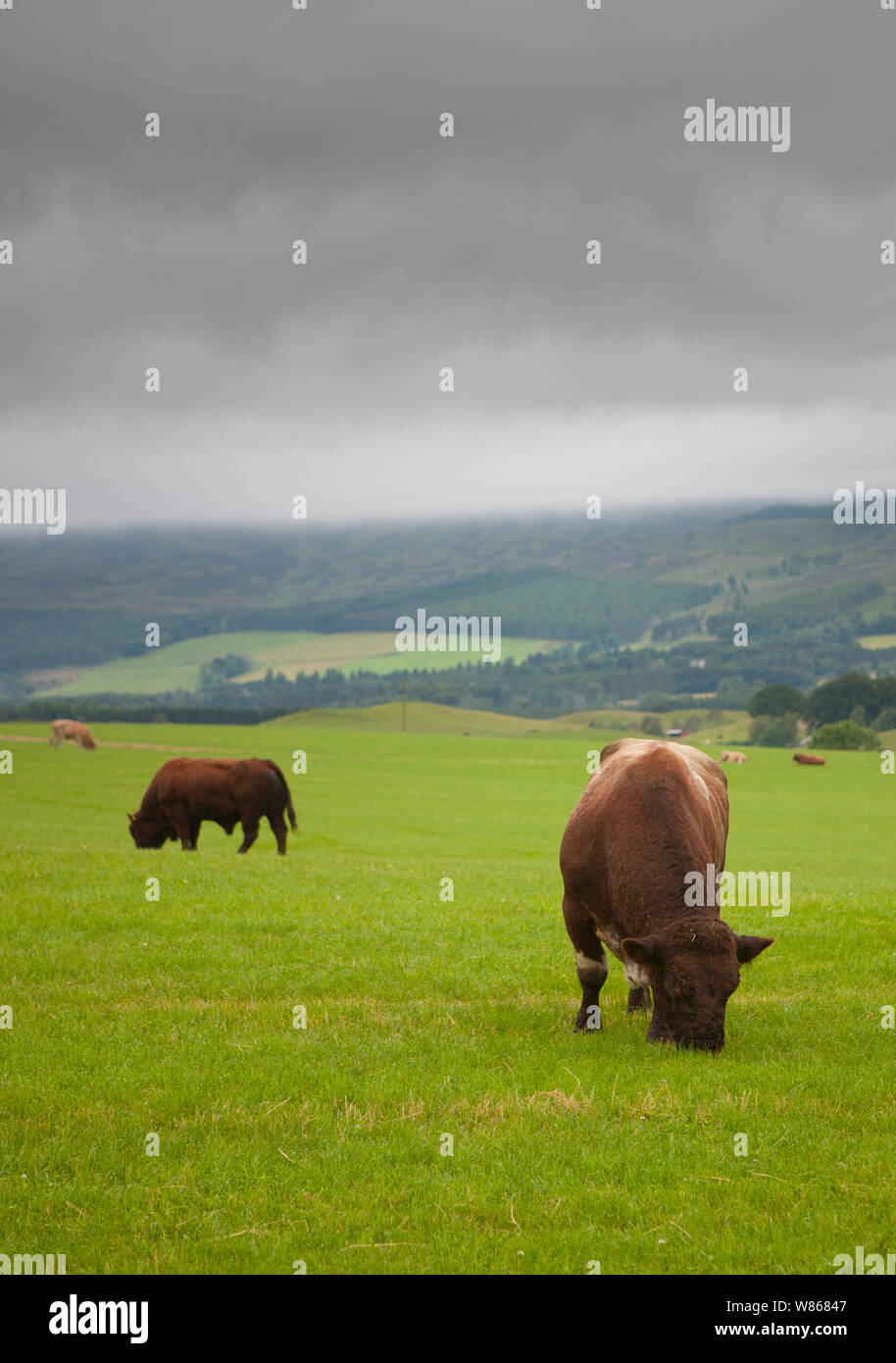 bulls in a field on a cattle farm in the Scottish highlands Stock Photo ...