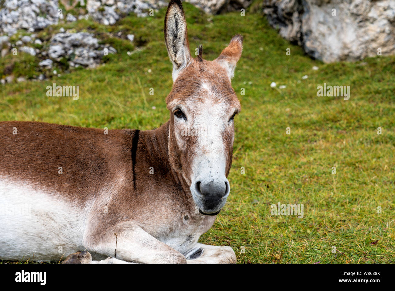 Donkey in the Italian Dolomites seen on the hiking trail on the Col ...