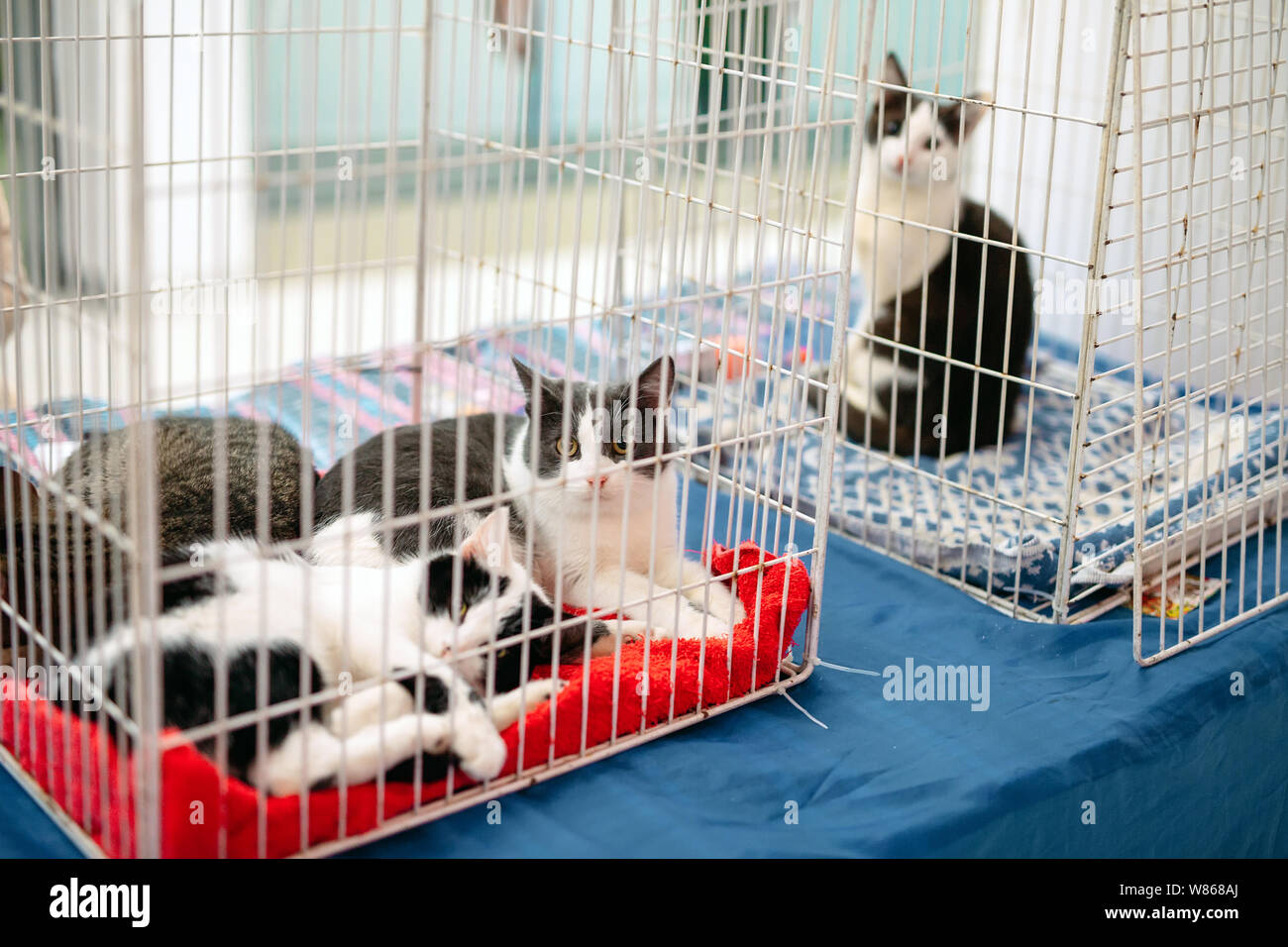 Cats in a cage hi-res stock photography and images - Alamy