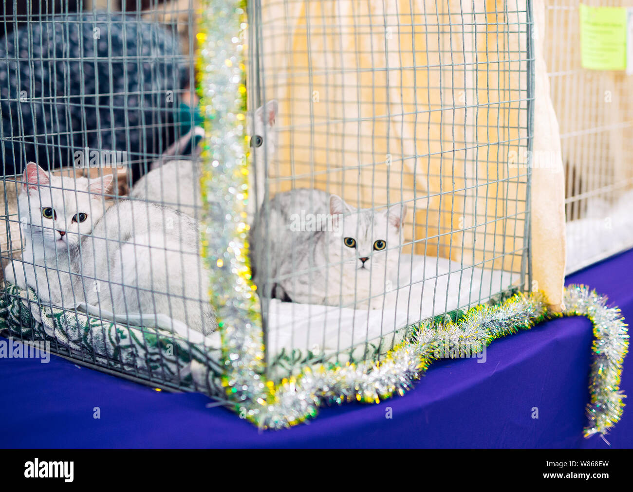 Cats in a cage hi-res stock photography and images - Alamy