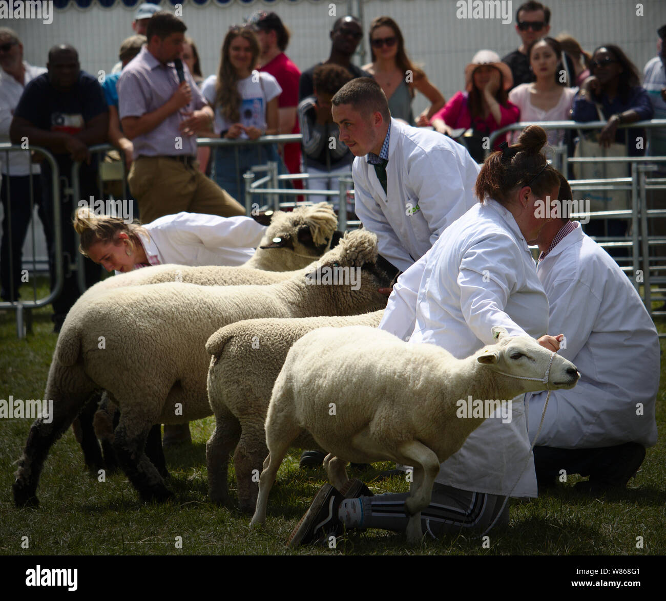 Colored ram lamb hi-res stock photography and images - Alamy