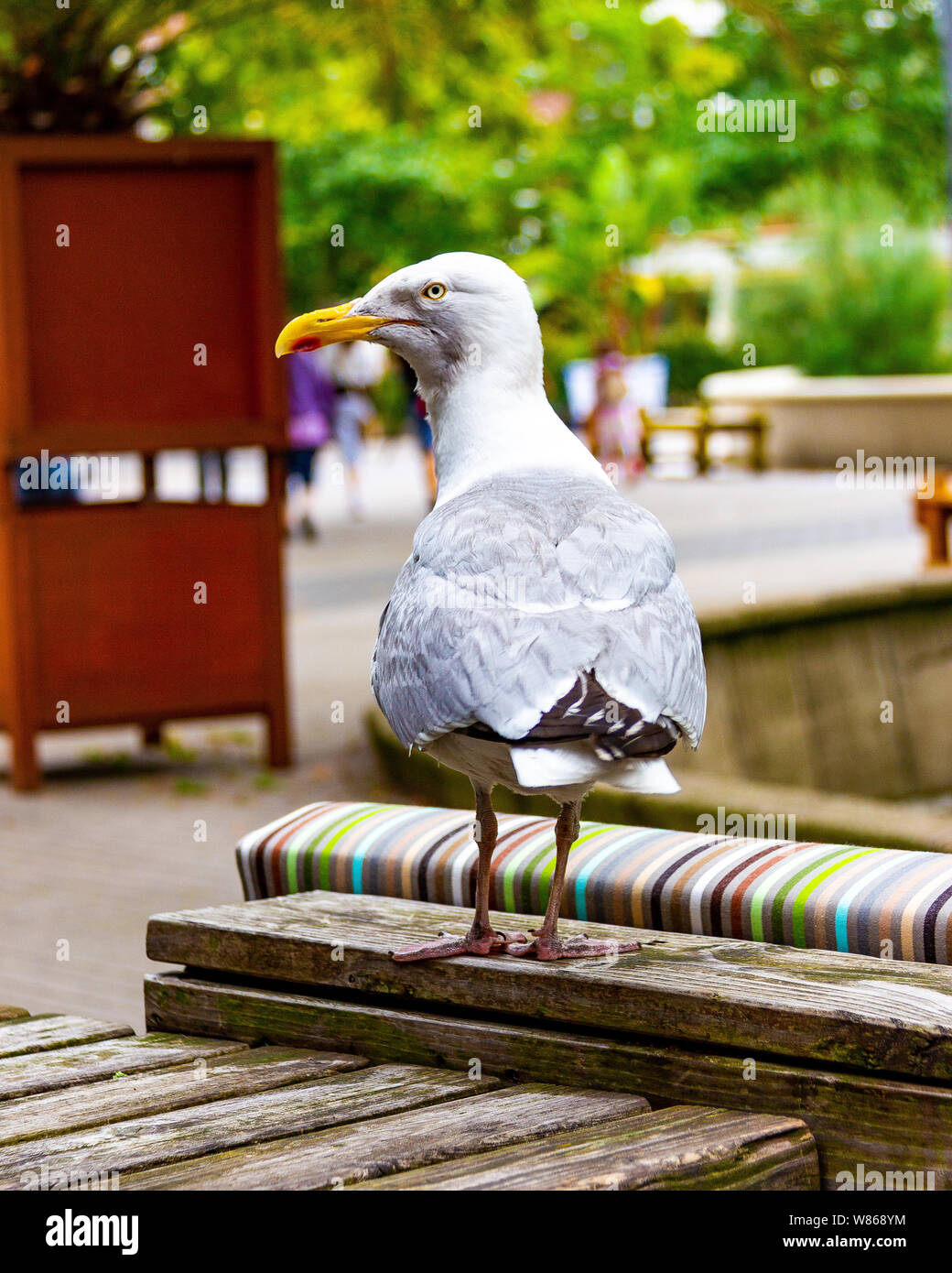 Looking back over left shoulder hi-res stock photography and images - Alamy