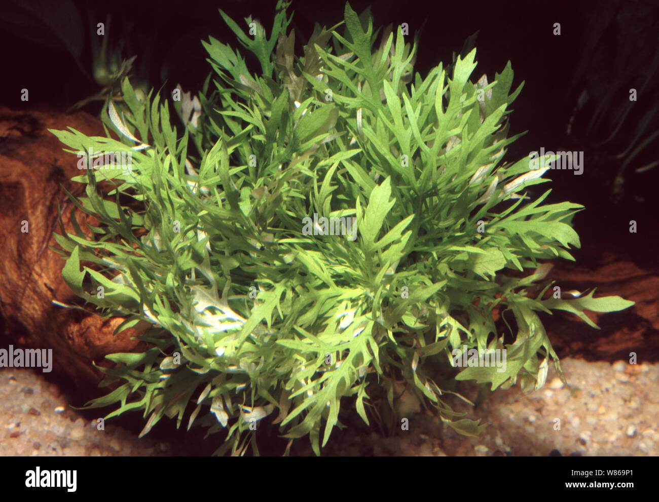 Hygrophila Difformis