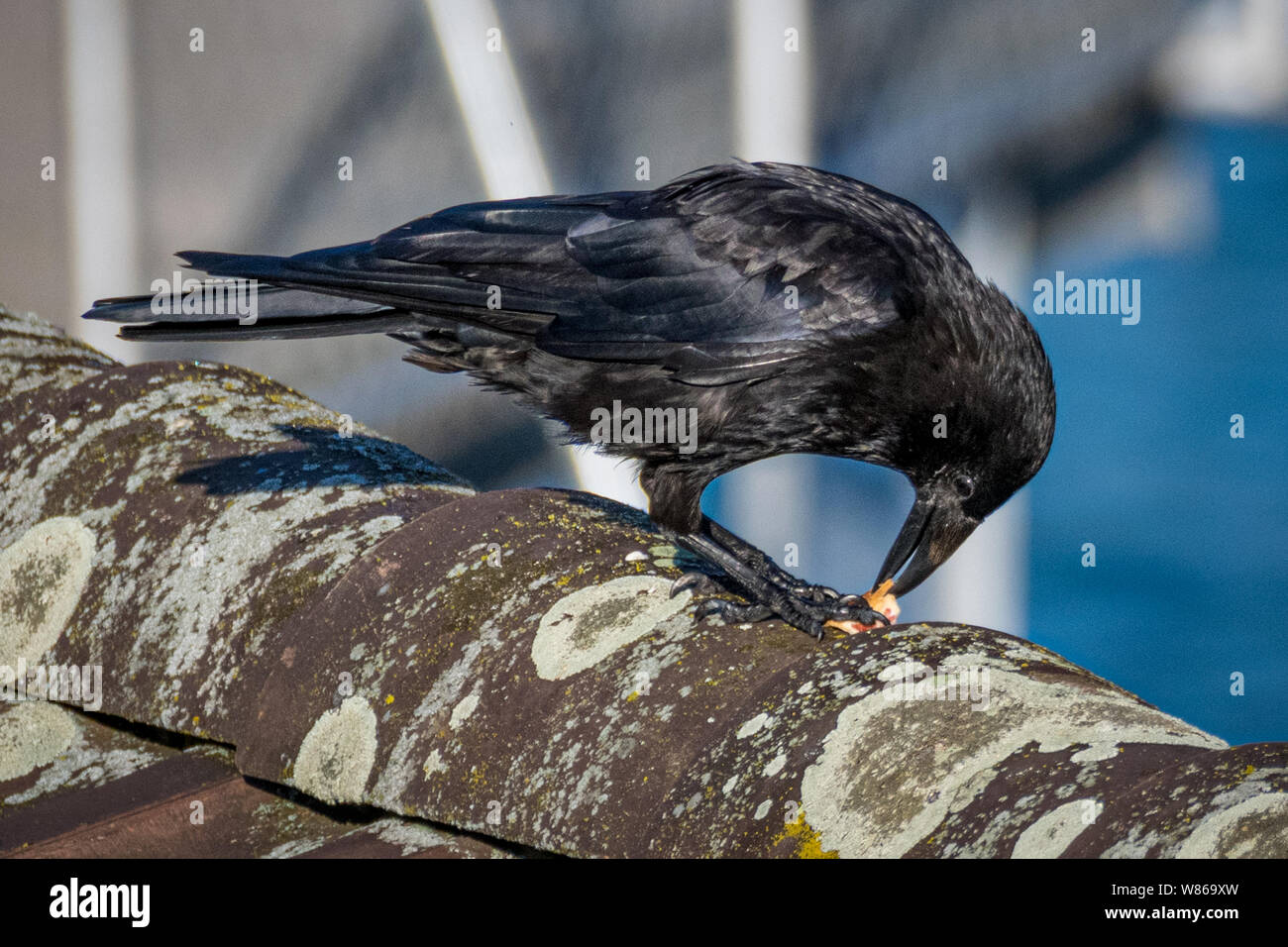 Crow eating hi-res stock photography and images - Alamy