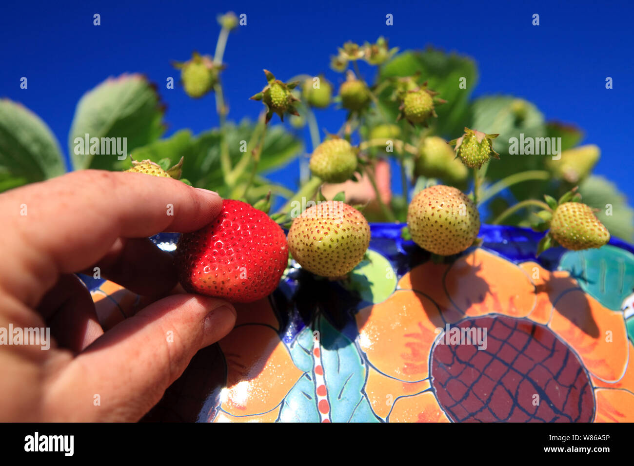 Lovely luscious perfectly ripe strawberry in the summer sun Stock Photo ...