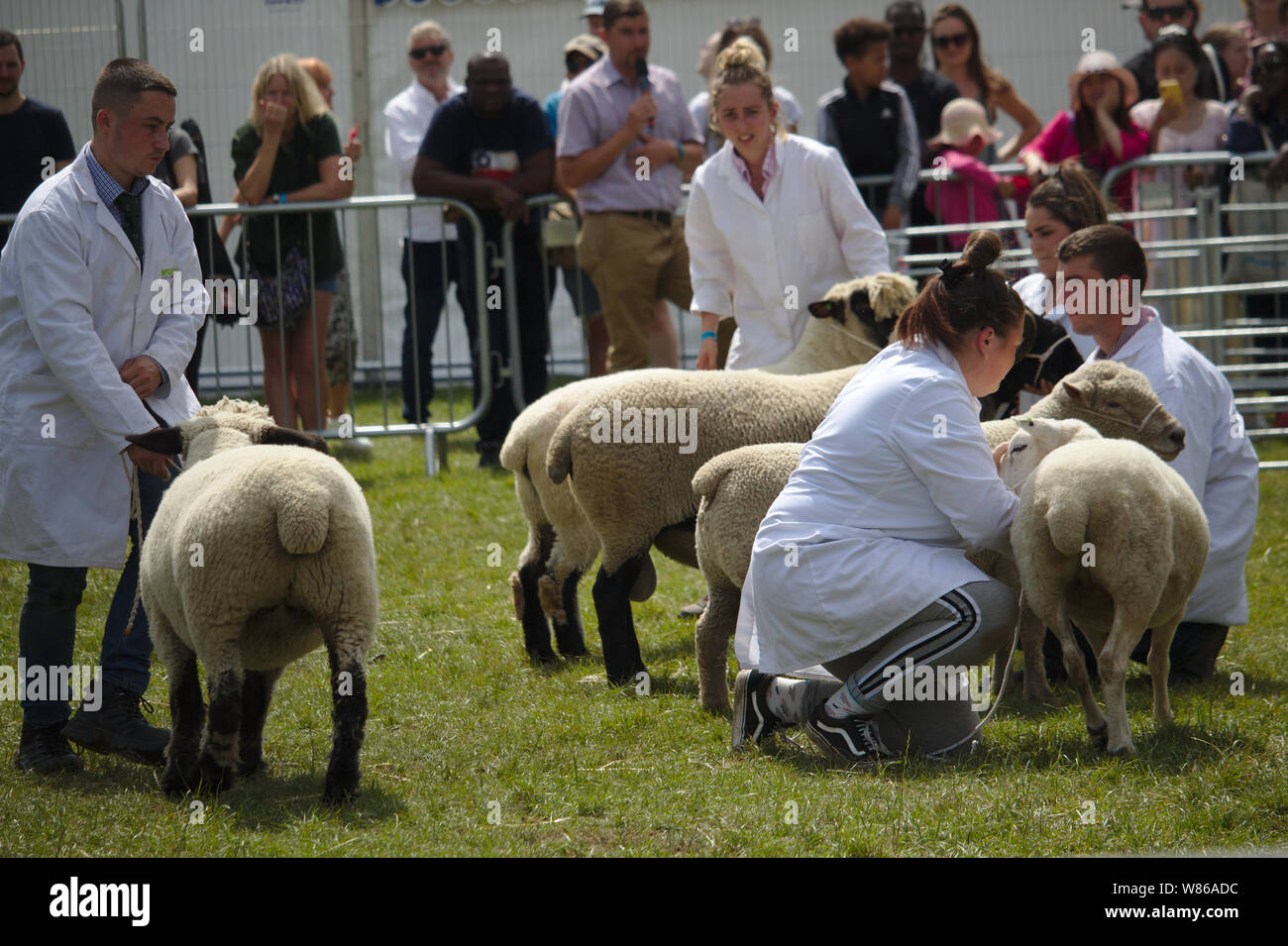 Sheep show at Lambeth country show Stock Photo - Alamy