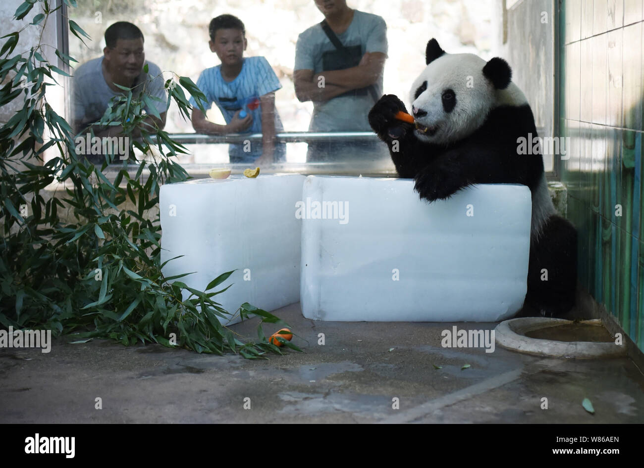 A giant panda eats a carrot as it lies on ice blocks to cool off on a ...