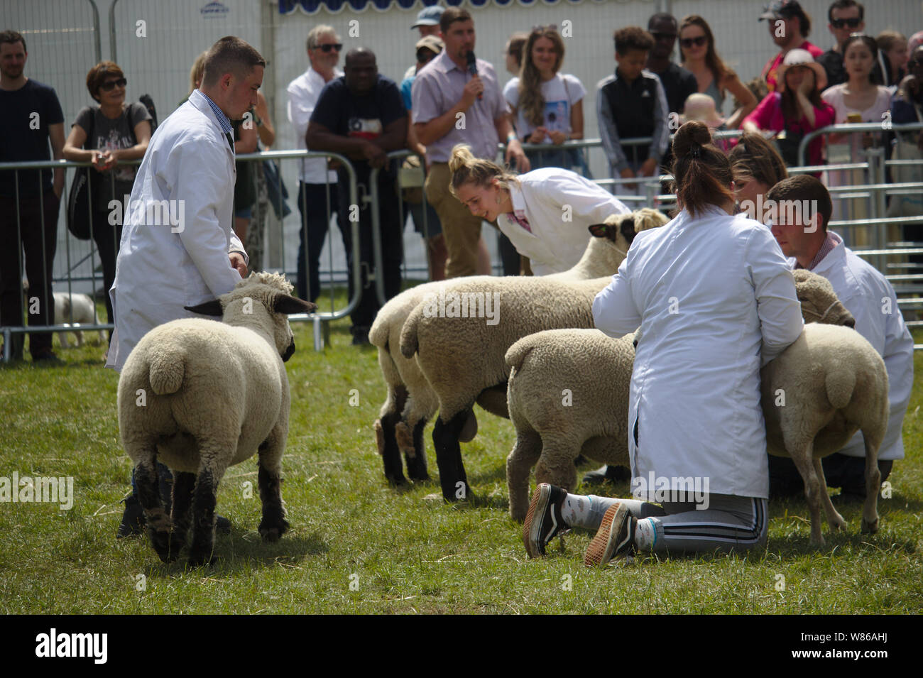 Sheep show at Lambeth country show Stock Photo - Alamy