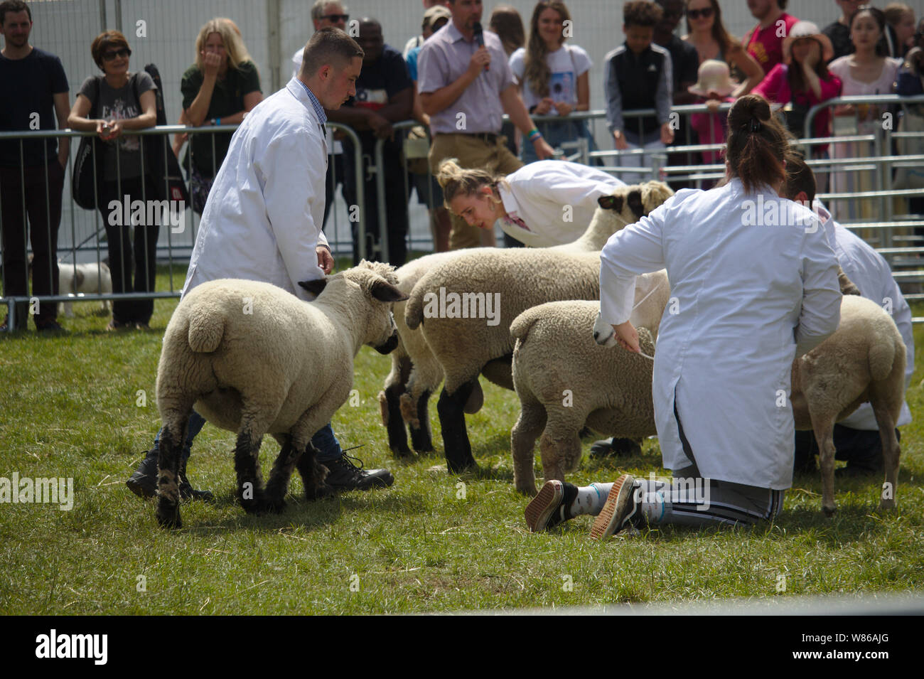 Sheep show at Lambeth country show Stock Photo - Alamy