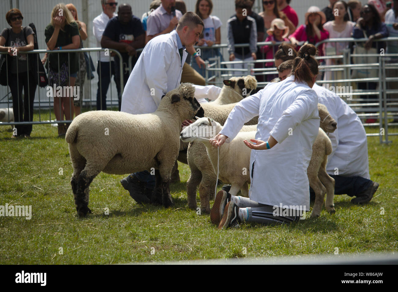 Sheep show at Lambeth country show Stock Photo - Alamy