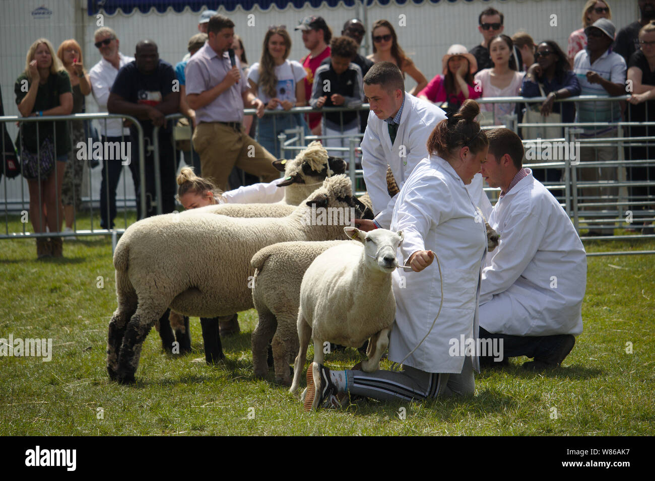 Sheep show at Lambeth country show Stock Photo - Alamy