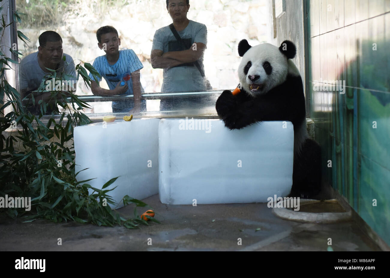 A giant panda eats a carrot as it lies on ice blocks to cool off on a ...