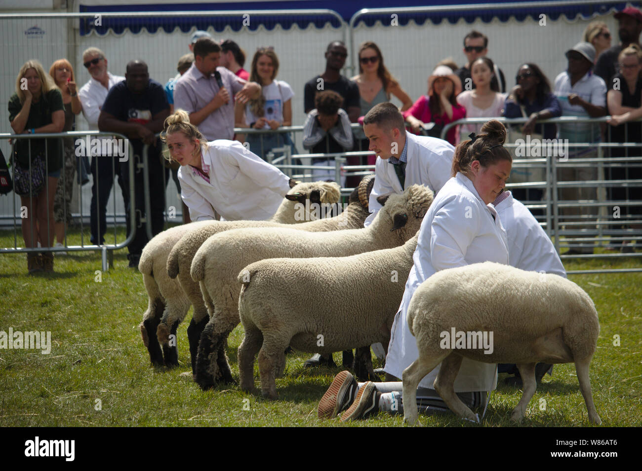 Sheep show at Lambeth country show Stock Photo - Alamy