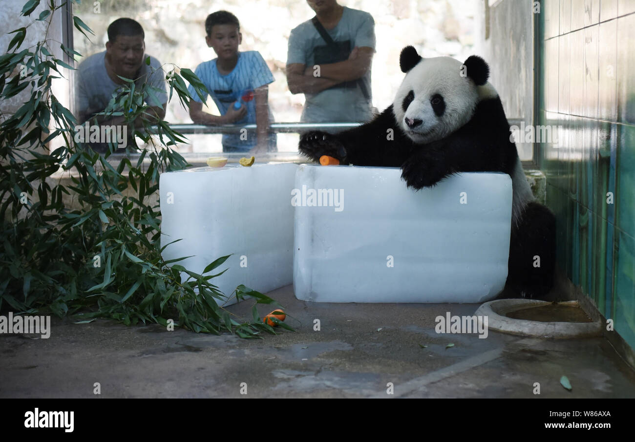 A giant panda eats a carrot as it lies on ice blocks to cool off on a ...
