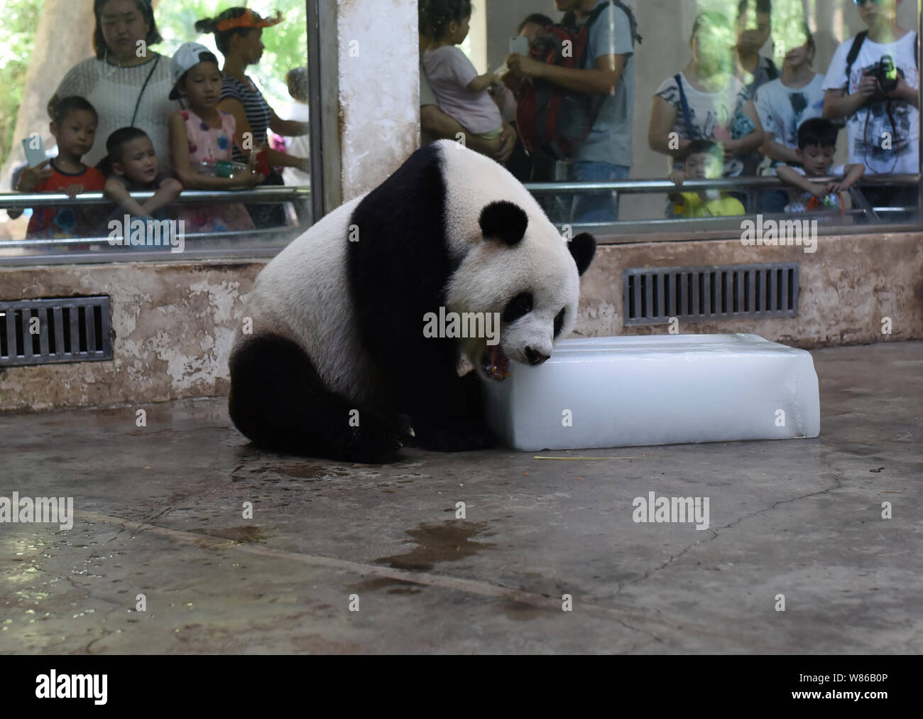 A giant panda lies on an ice block to cool down on a scorching day at ...