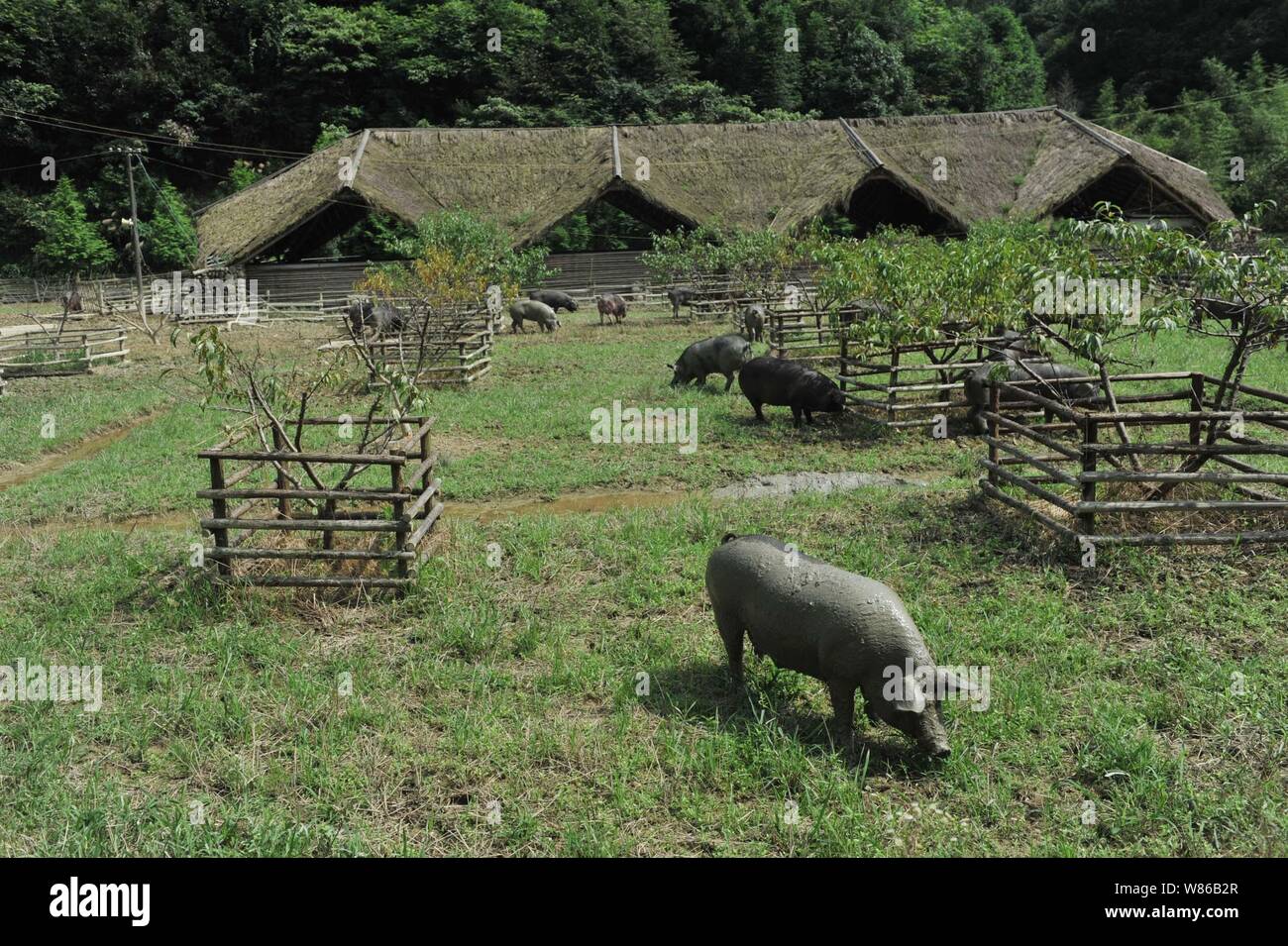 Pool on farm hi-res stock photography and images - Alamy