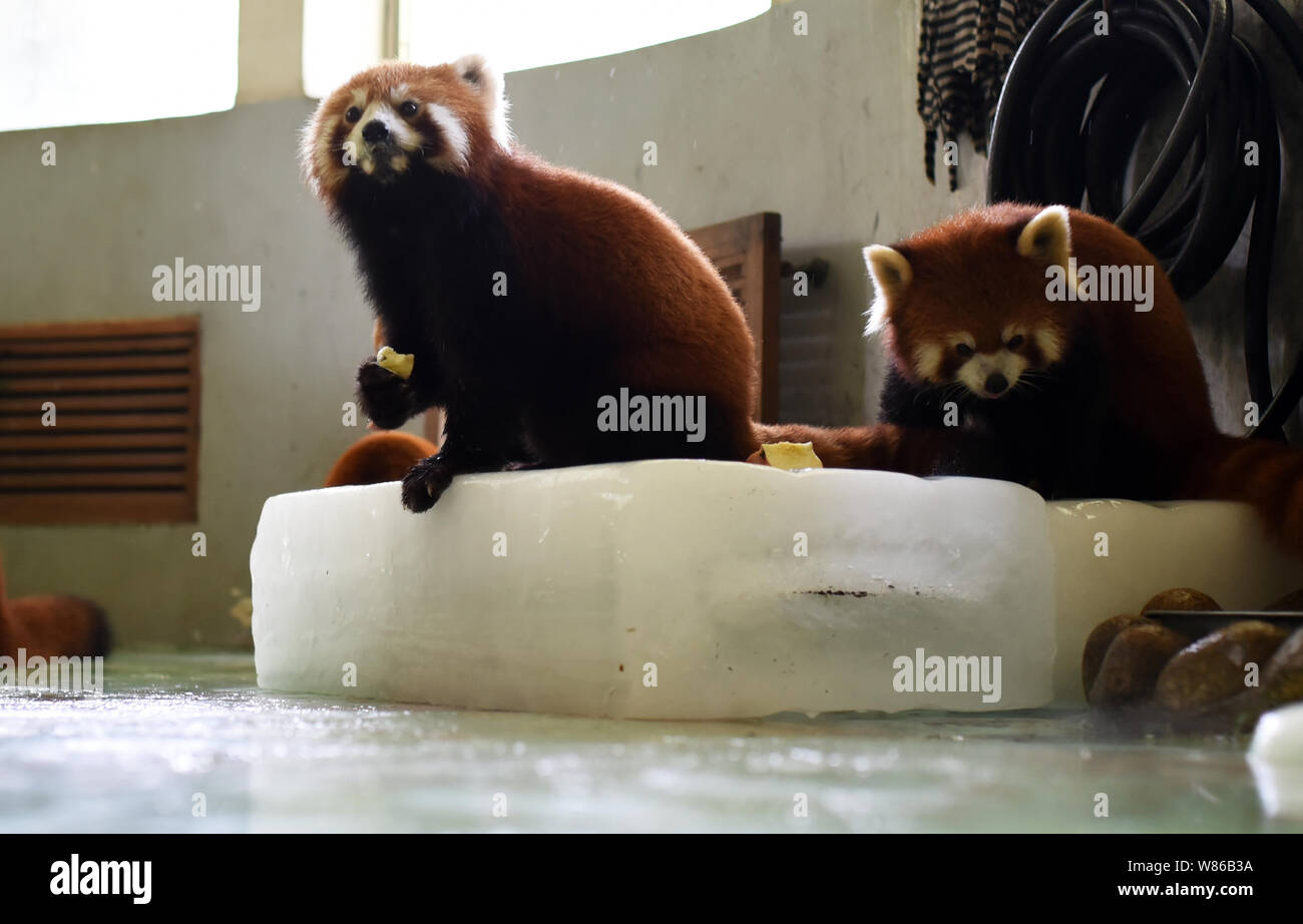 Red pandas eat apple on ice blocks to cool off on a scorching day at ...