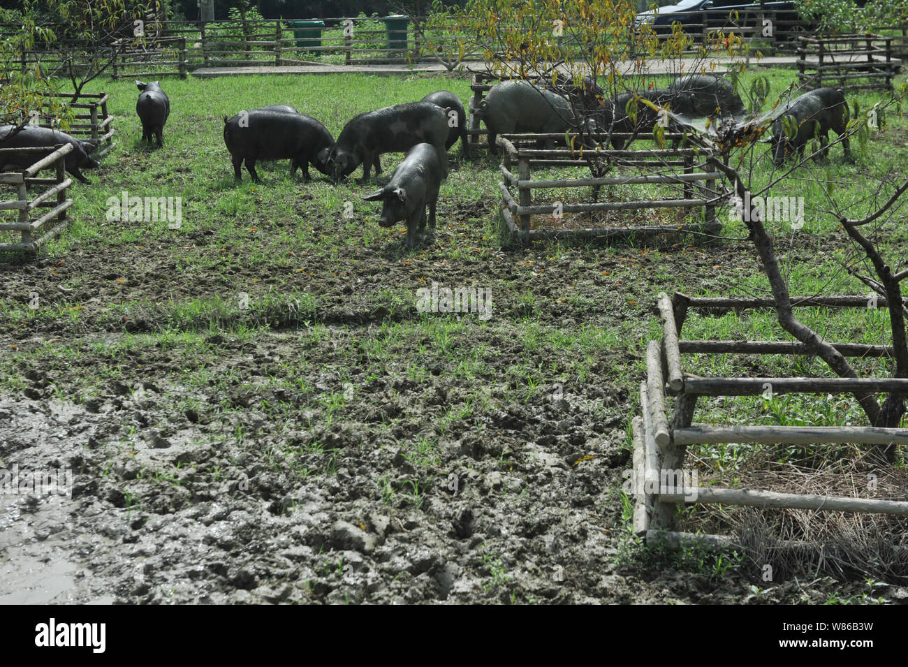 12 pigs hi-res stock photography and images - Alamy