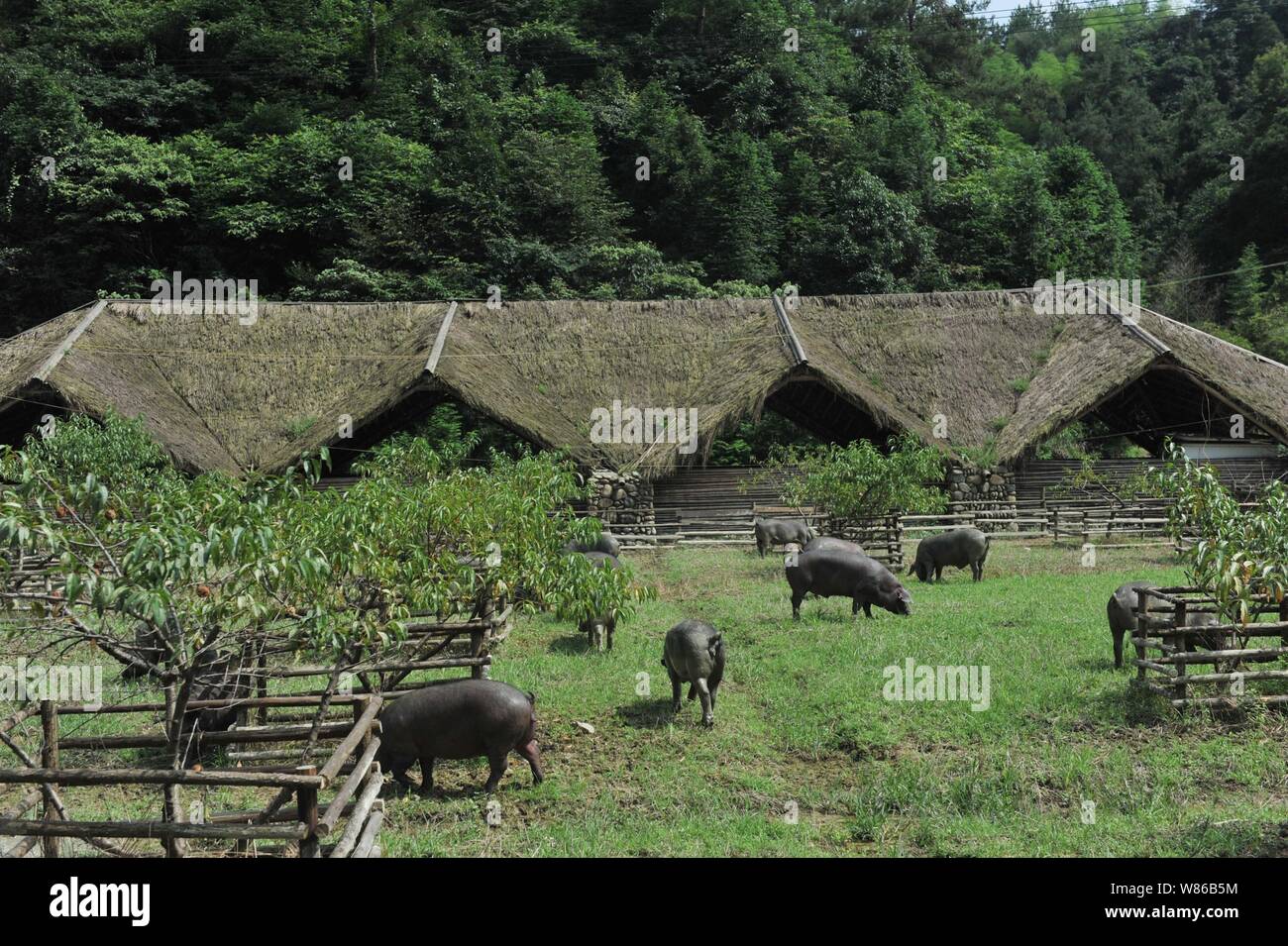Pool on farm hi-res stock photography and images - Alamy