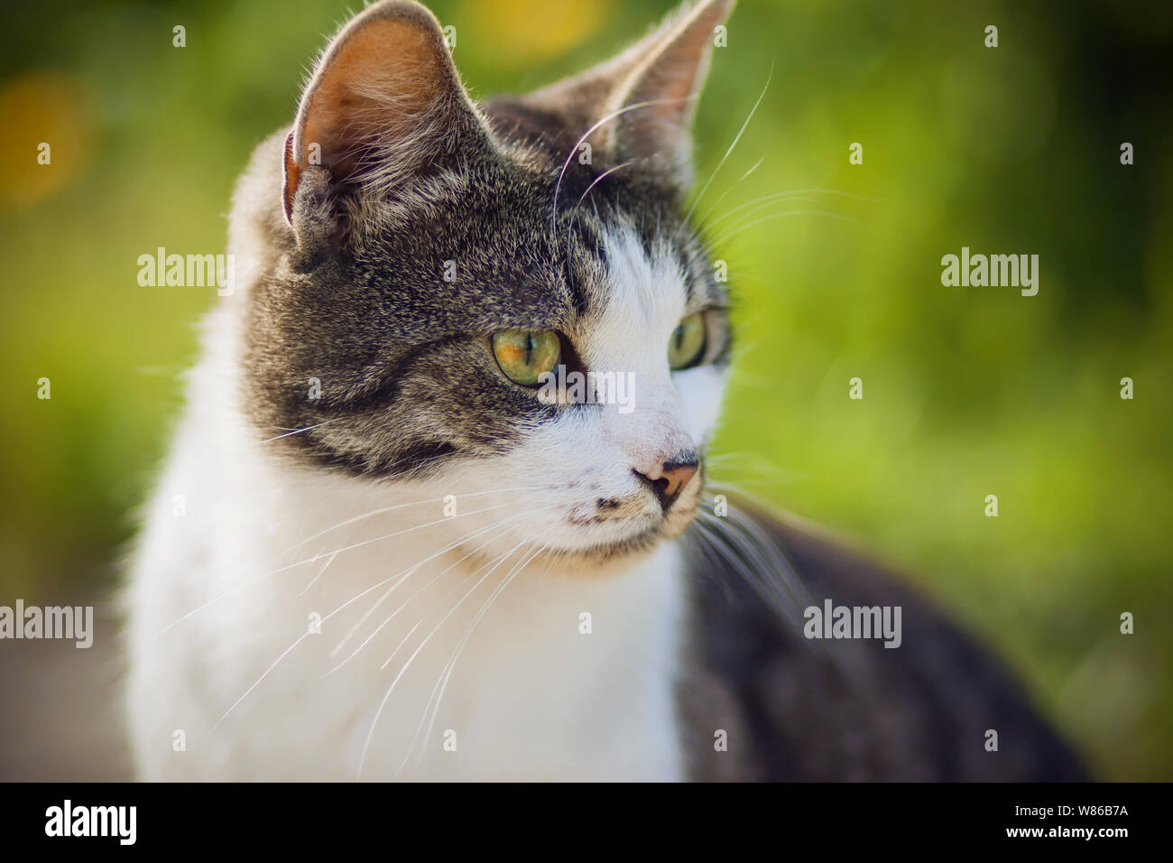 Spotted mottled cat with bright red-green eyes is illuminated by the ...