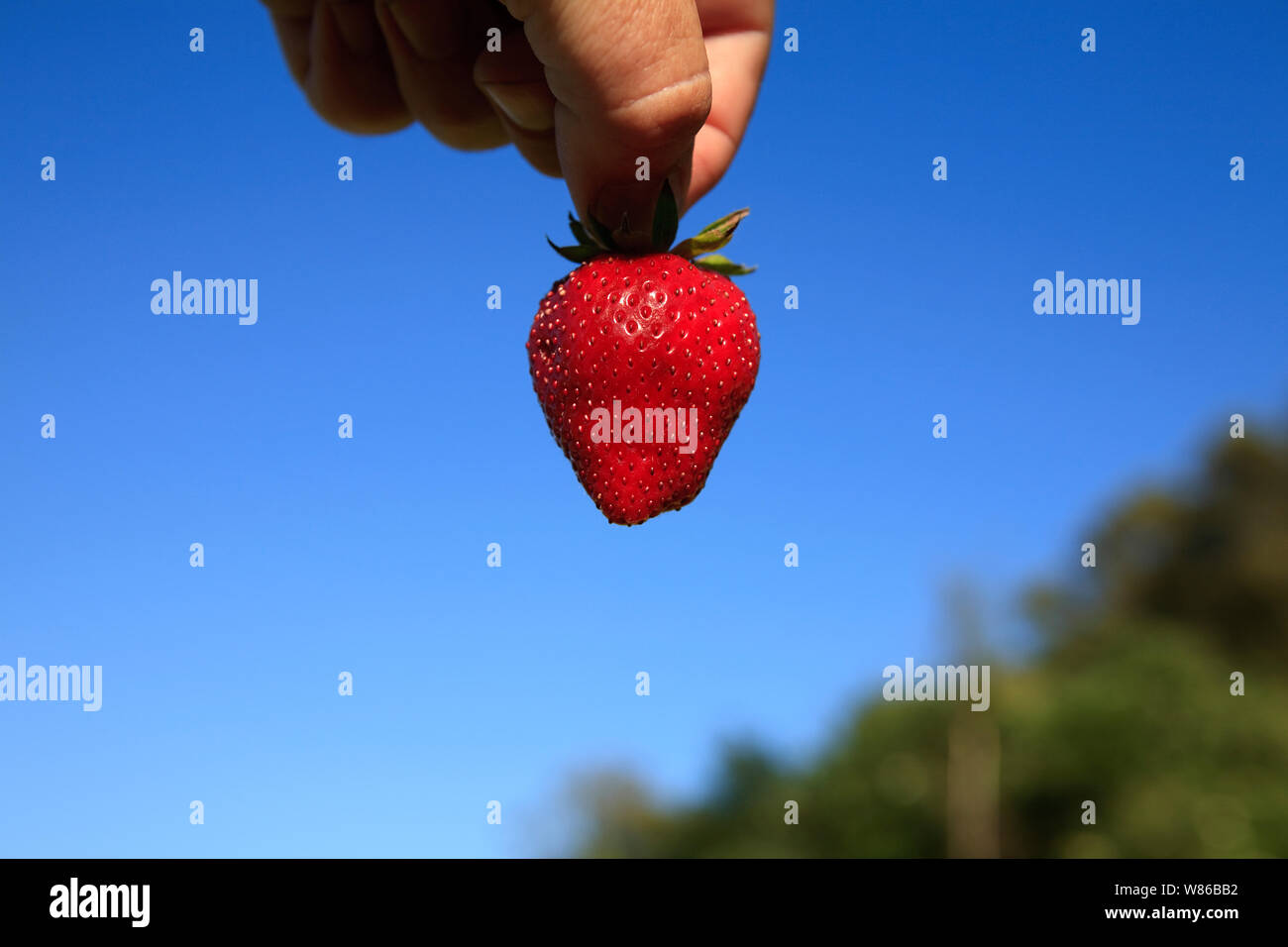 Strawberry in pot hi-res stock photography and images - Alamy