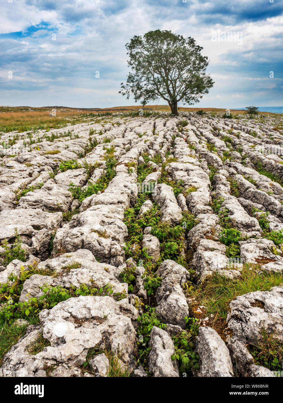 Lone tree on limestone pavement near Malham in the Yorkshire Dales ...