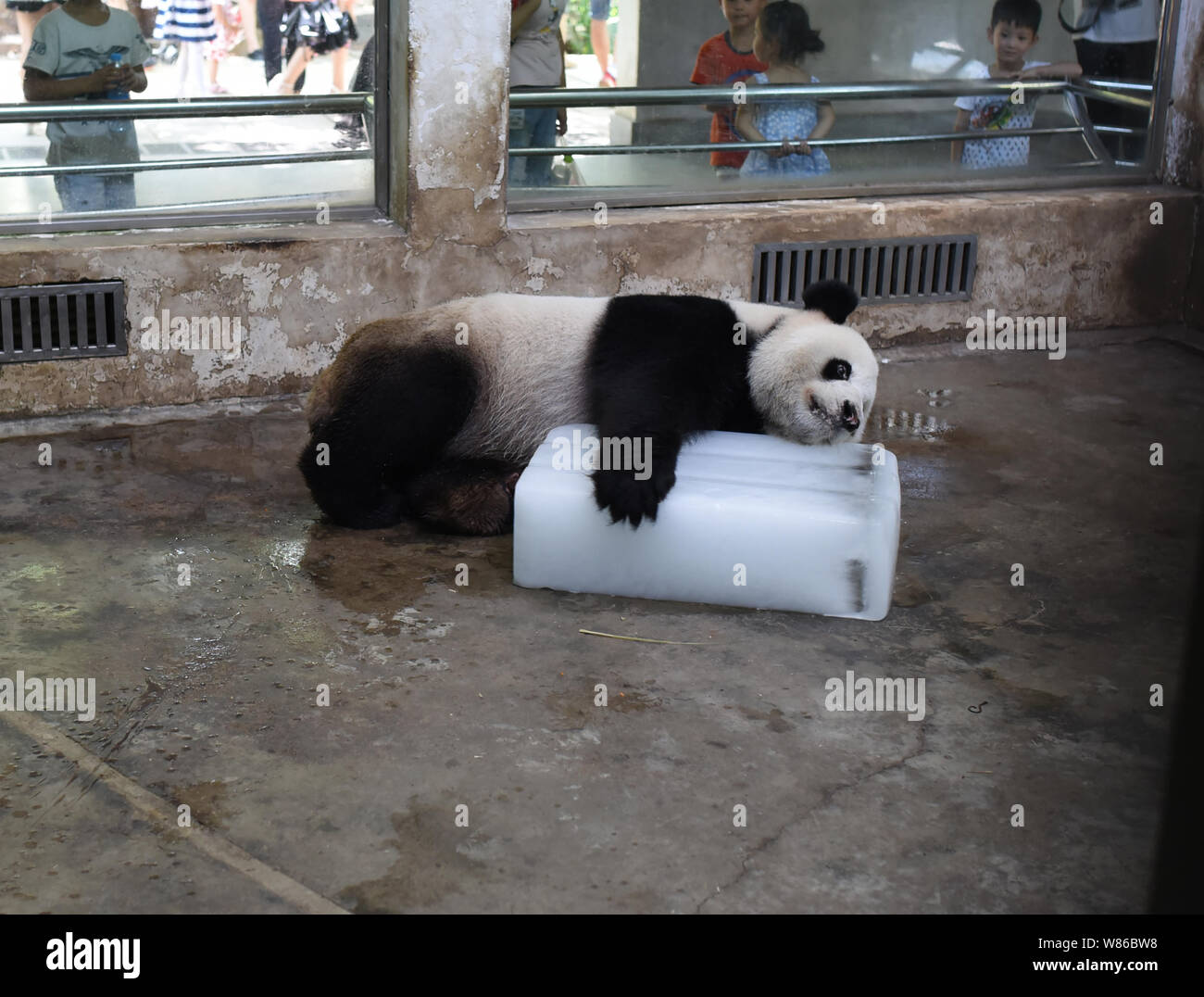 A giant panda lies on an ice block to cool down on a scorching day at ...