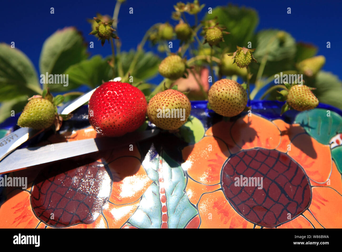 Lovely luscious perfectly ripe strawberry in the summer sun Stock Photo ...