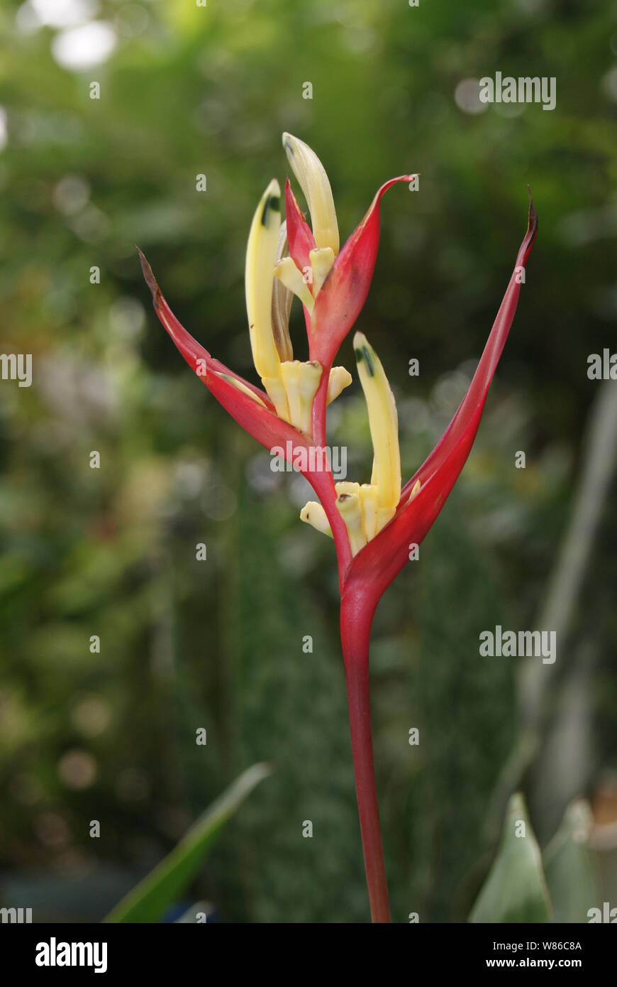 Heliconia psittacorum hi-res stock photography and images - Alamy