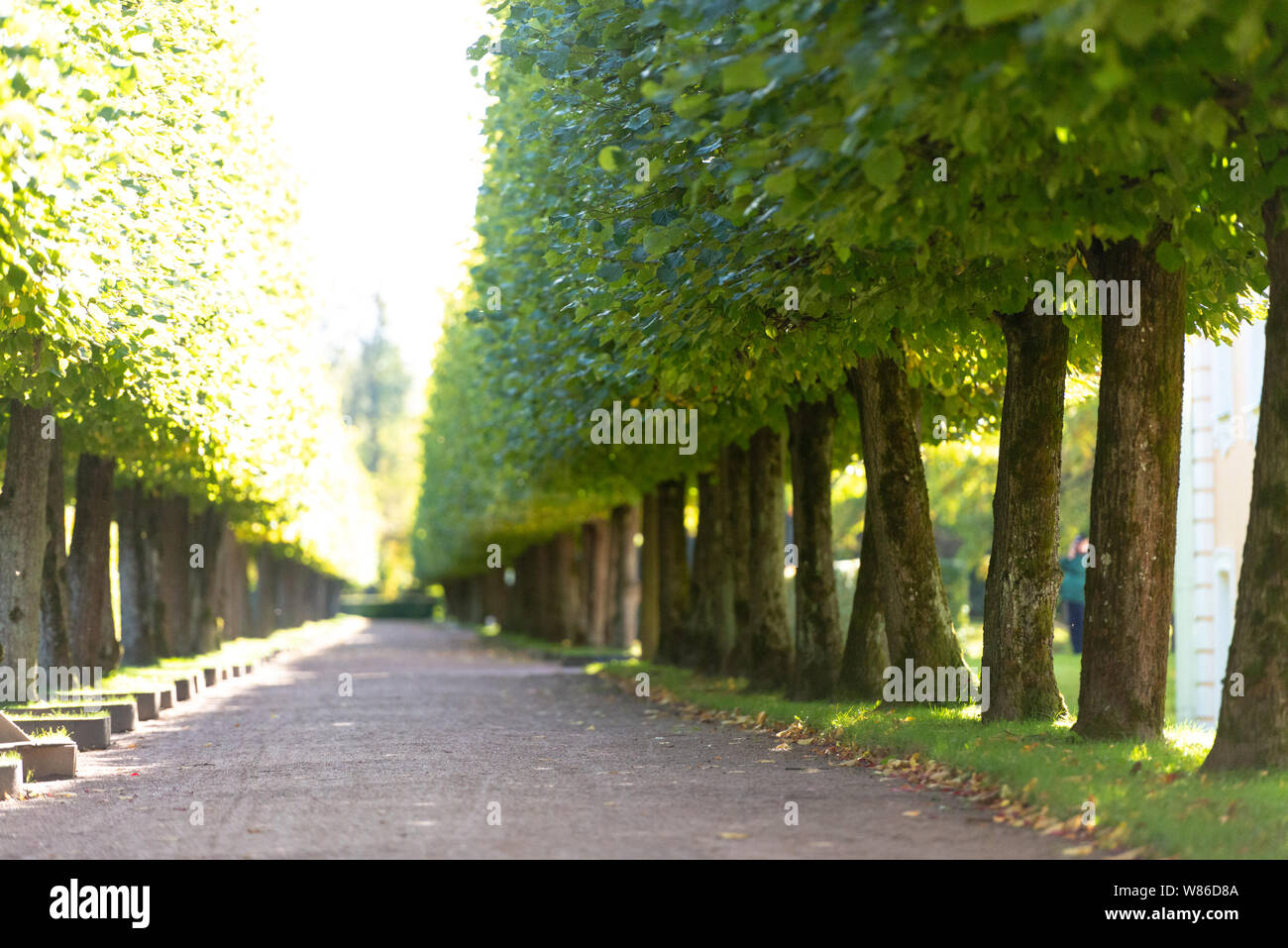 Park area. Paths, trees and greenery in the park. Trees forming a ...