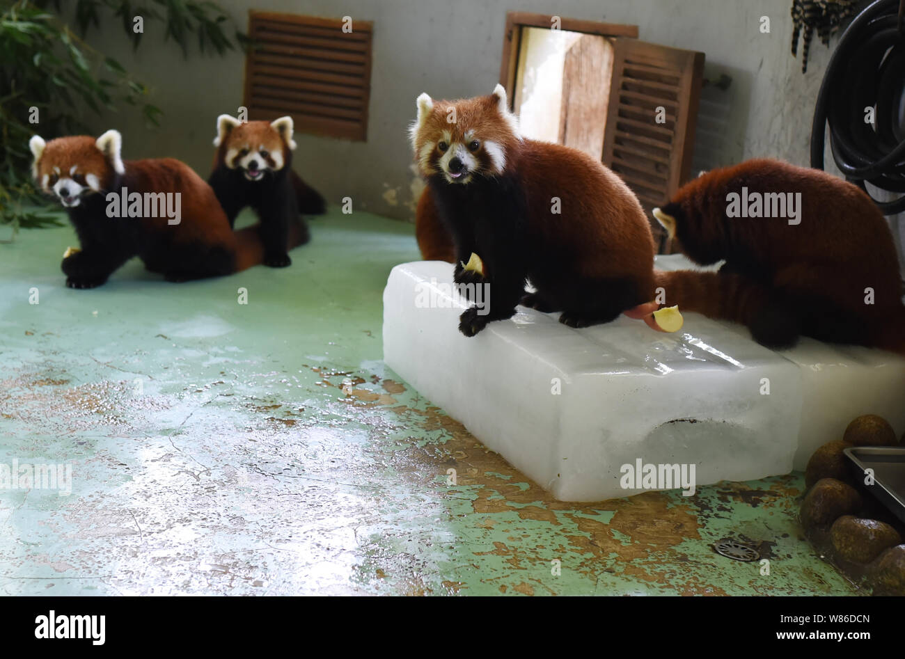 Red pandas eat apple on ice blocks to cool off on a scorching day at ...
