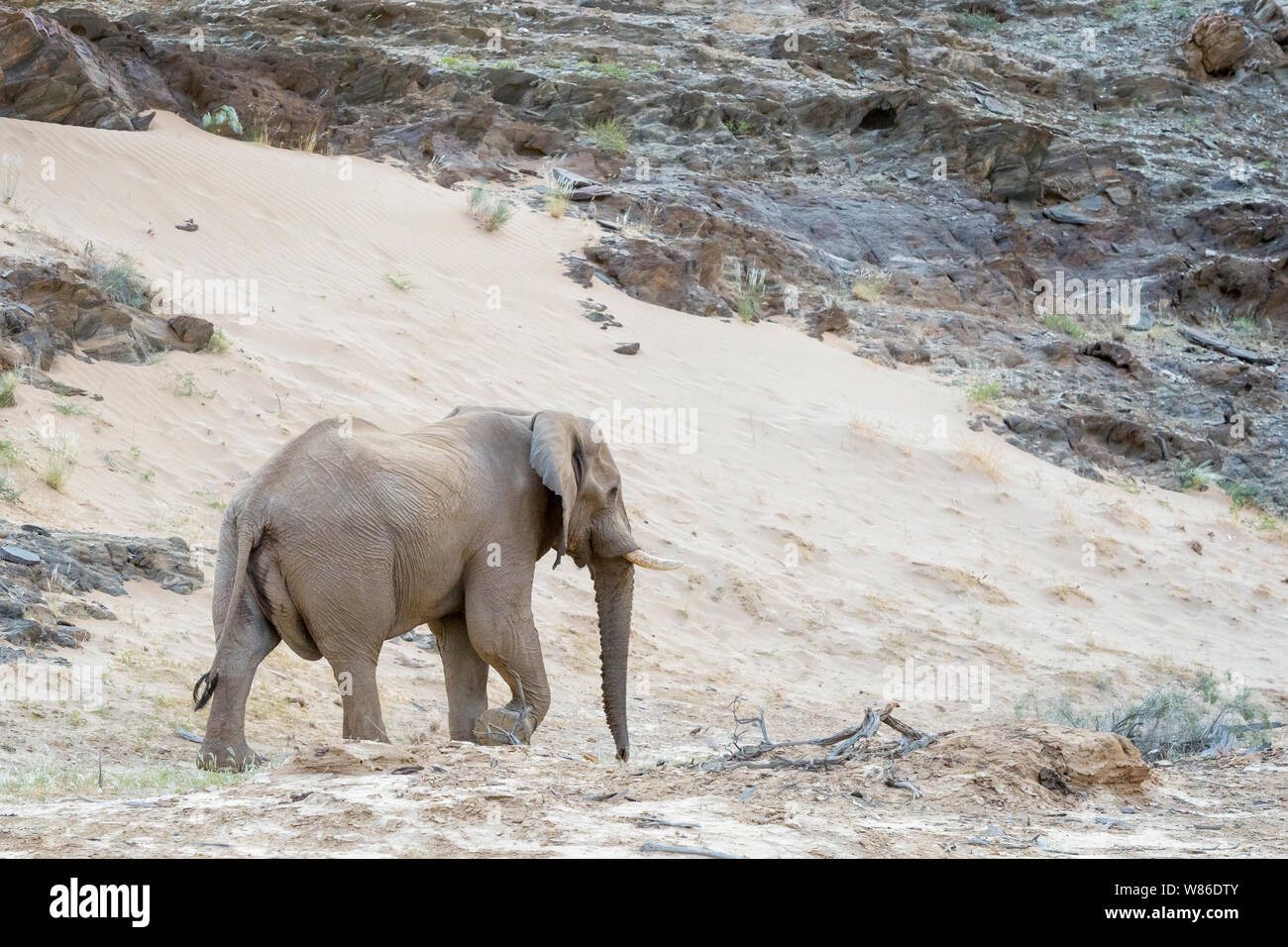African Elephant (Loxodonta africana) bull, desert-adapted elephant ...