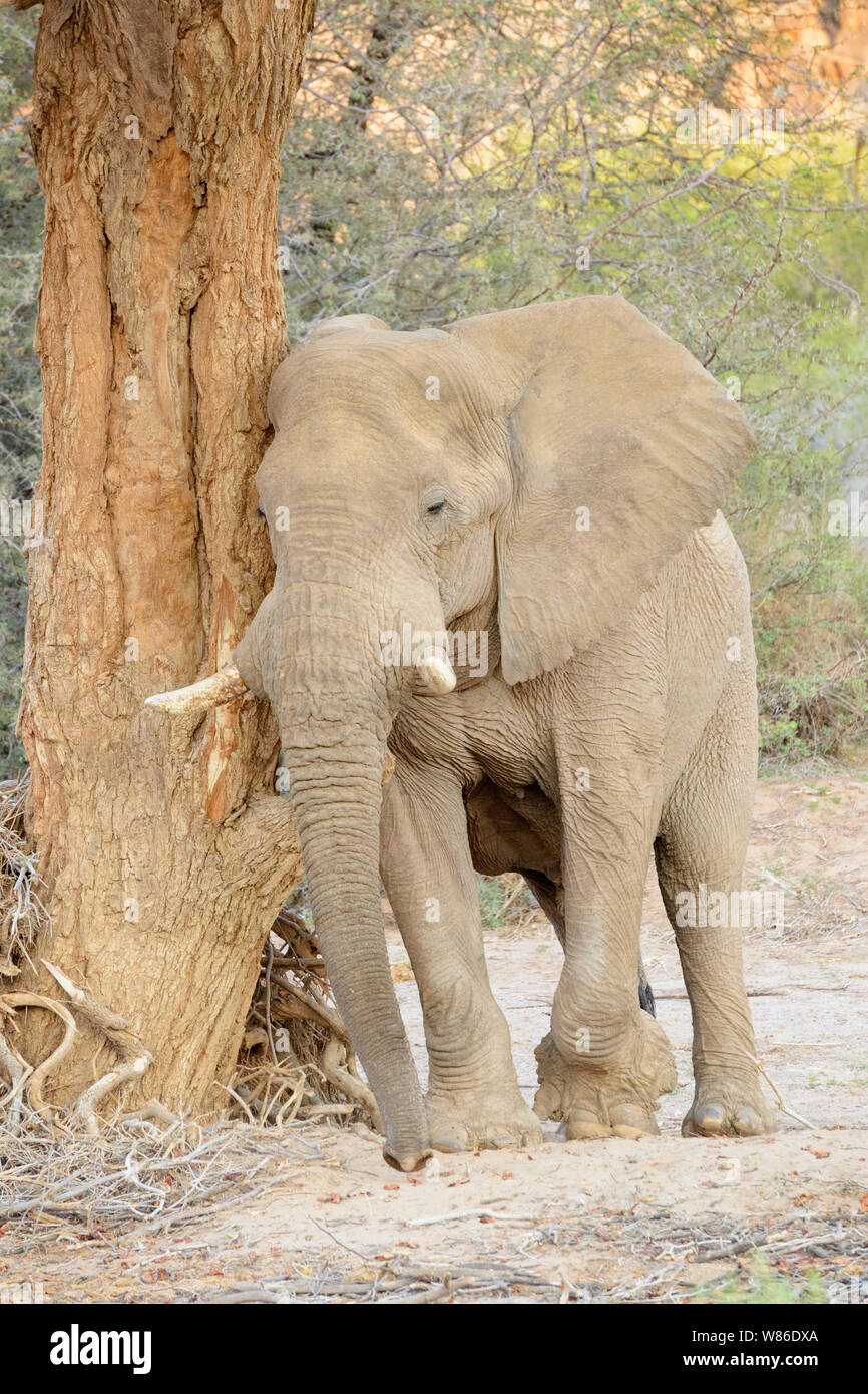 African Elephant (Loxodonta africana) bull, desert-adapted elephant ...