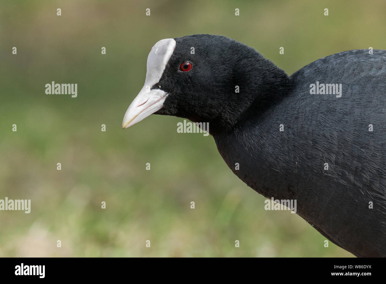Eurasian coot (Fulica atra), Czech Republic, a beautiful bird from ...