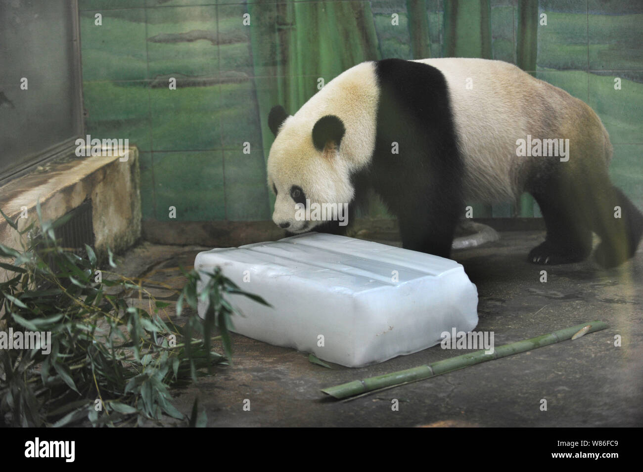 A giant panda wanders next to an ice block to cool down on a scorching ...