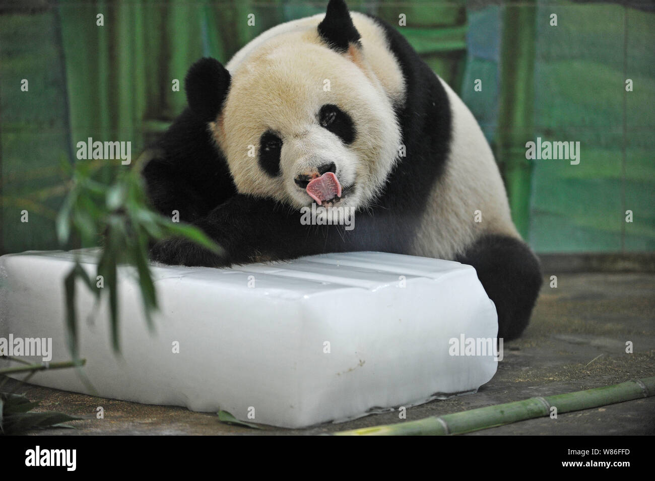 A giant panda sticks its tongue out as it lies on an ice block to cool ...