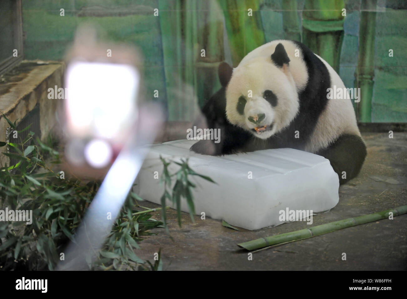 A giant panda lies on an ice block to cool down on a scorching day at ...