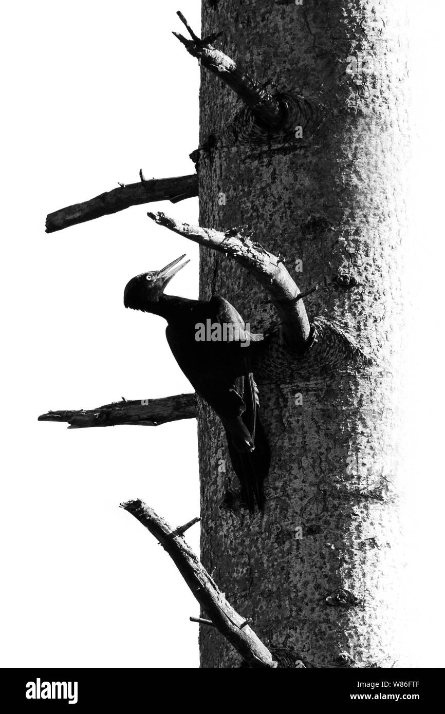 Black woodpecker (Dryocopus martius), a beautiful bird which lives in ...