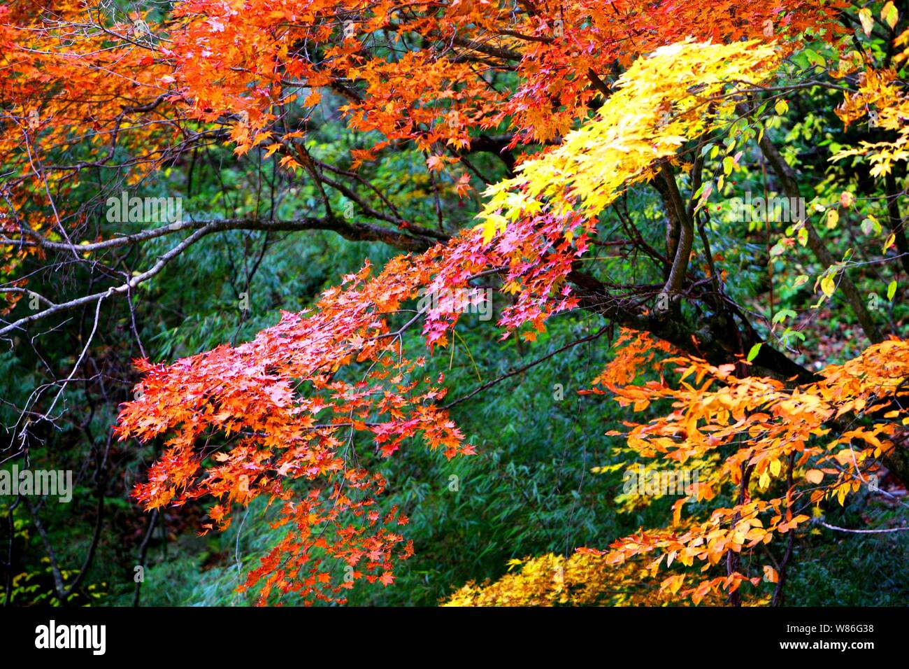 --FILE--Landscape of Shennongjia National Nature Reserve in autumn in ...