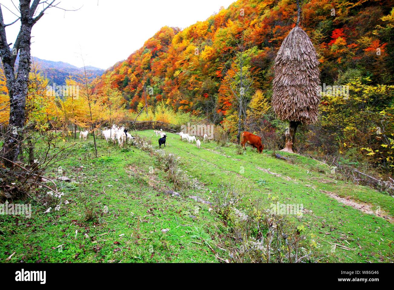 --FILE--Landscape of Shennongjia National Nature Reserve in autumn in ...