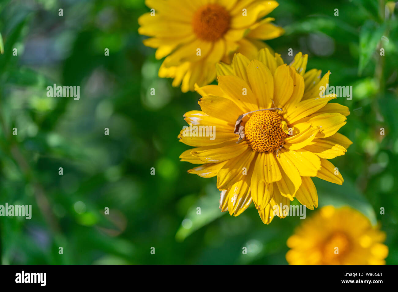 bright yellow flowers in focus Stock Photo - Alamy