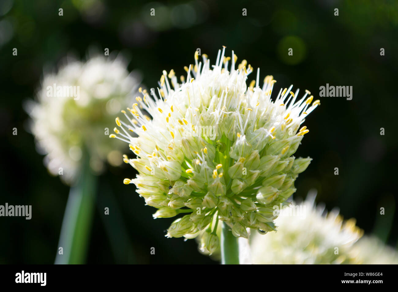 White Allium Flower Stock Photo - Alamy