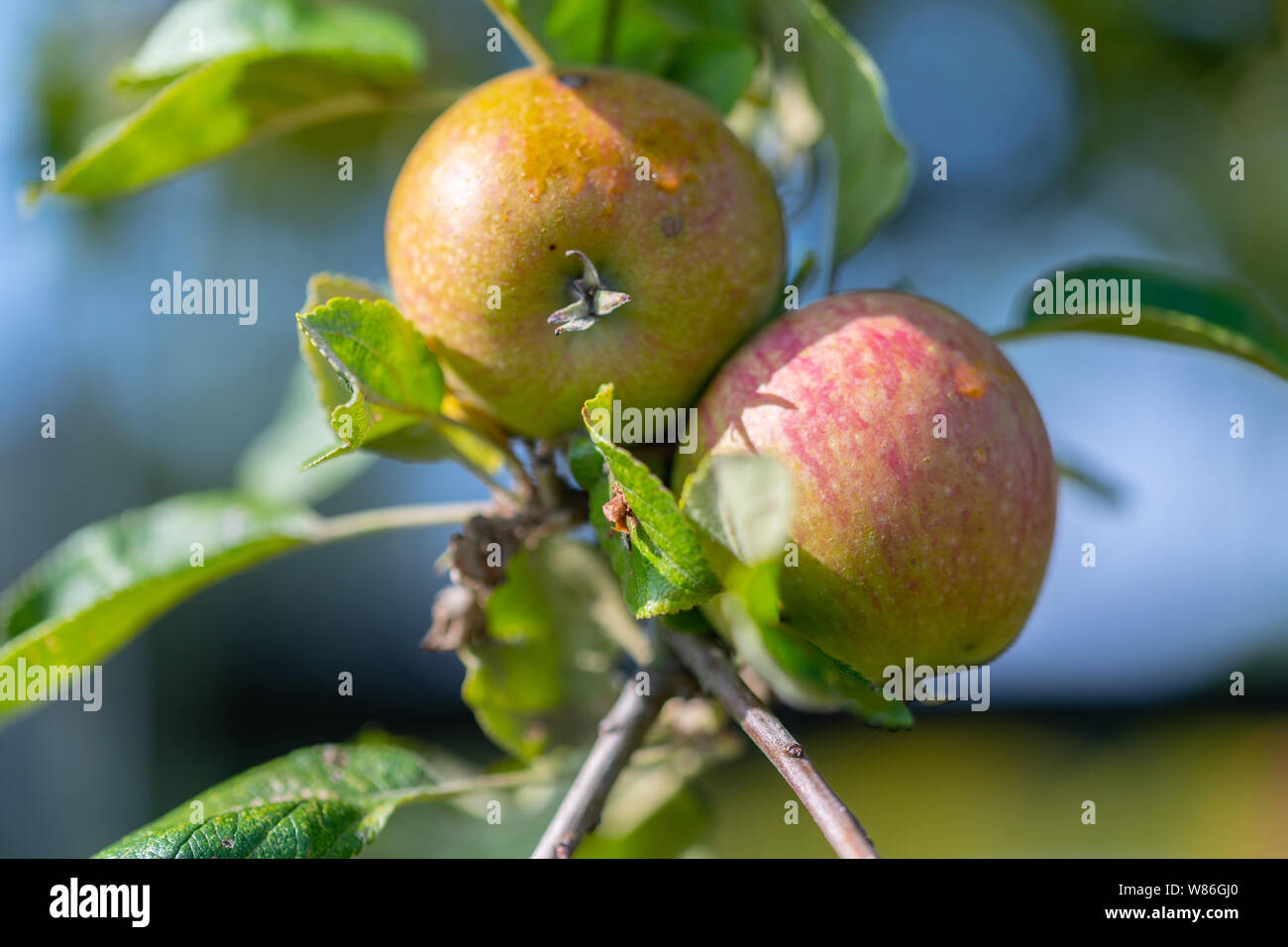 Two apples together hi-res stock photography and images - Alamy