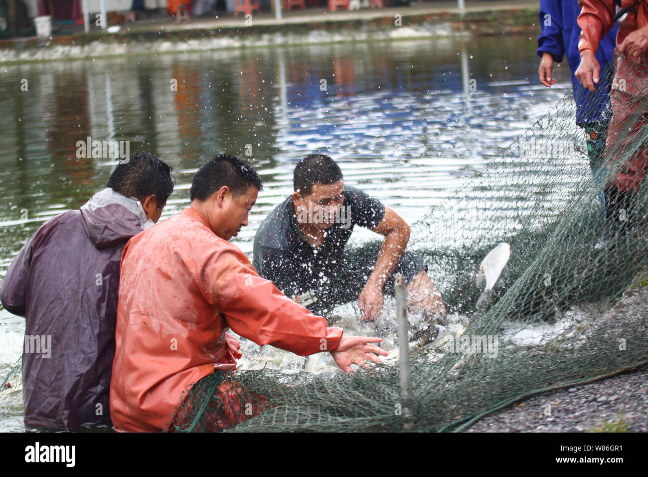 A fish farm owner sells fish at a discounted rate ahead of an influx of ...