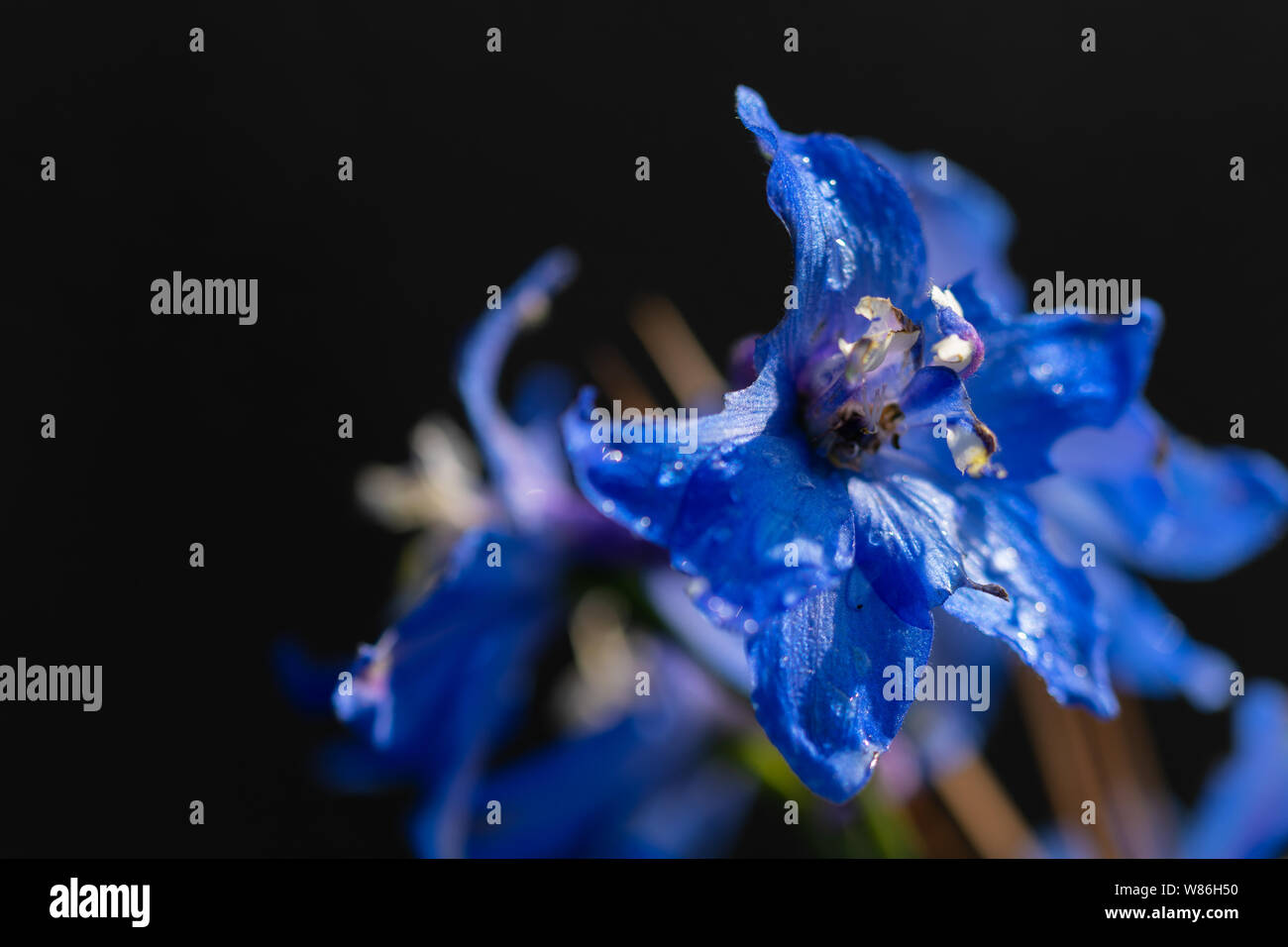 bright blue flowers in focus Stock Photo - Alamy