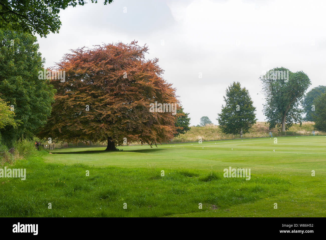 Beauty of tree Stock Photo - Alamy