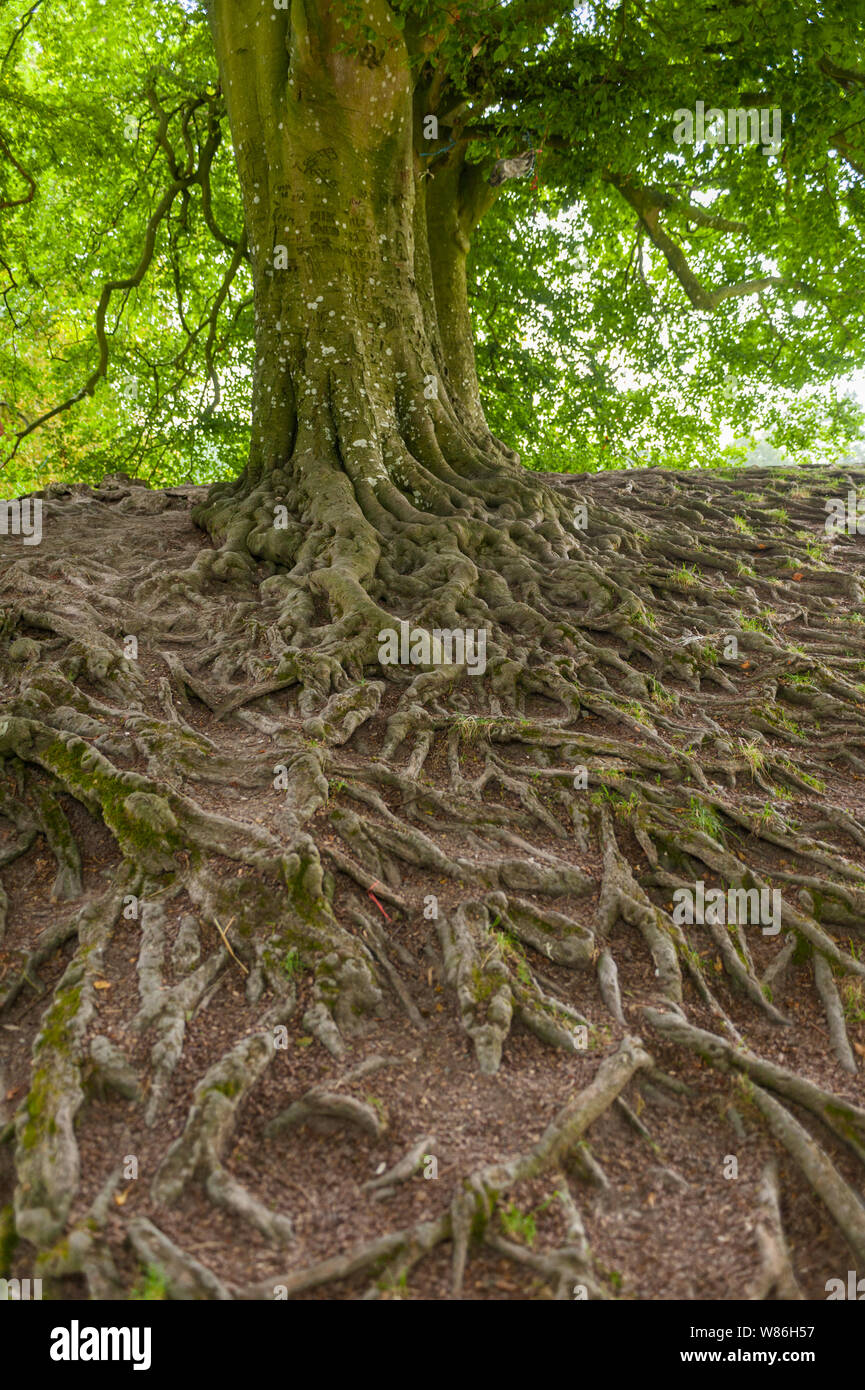 Avebury wiltshire inghilterra hi-res stock photography and images - Alamy