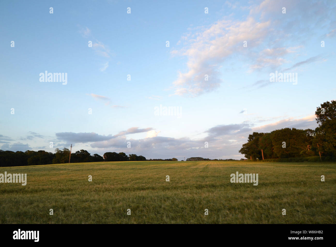 Beautiful calm evening looking across my local field, Suffolk, United ...