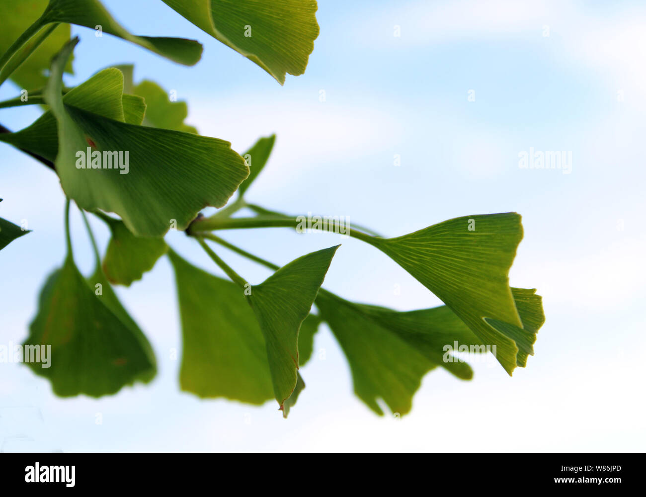 Gingko Biloba Tree Stock Photos & Gingko Biloba Tree Stock Images - Alamy