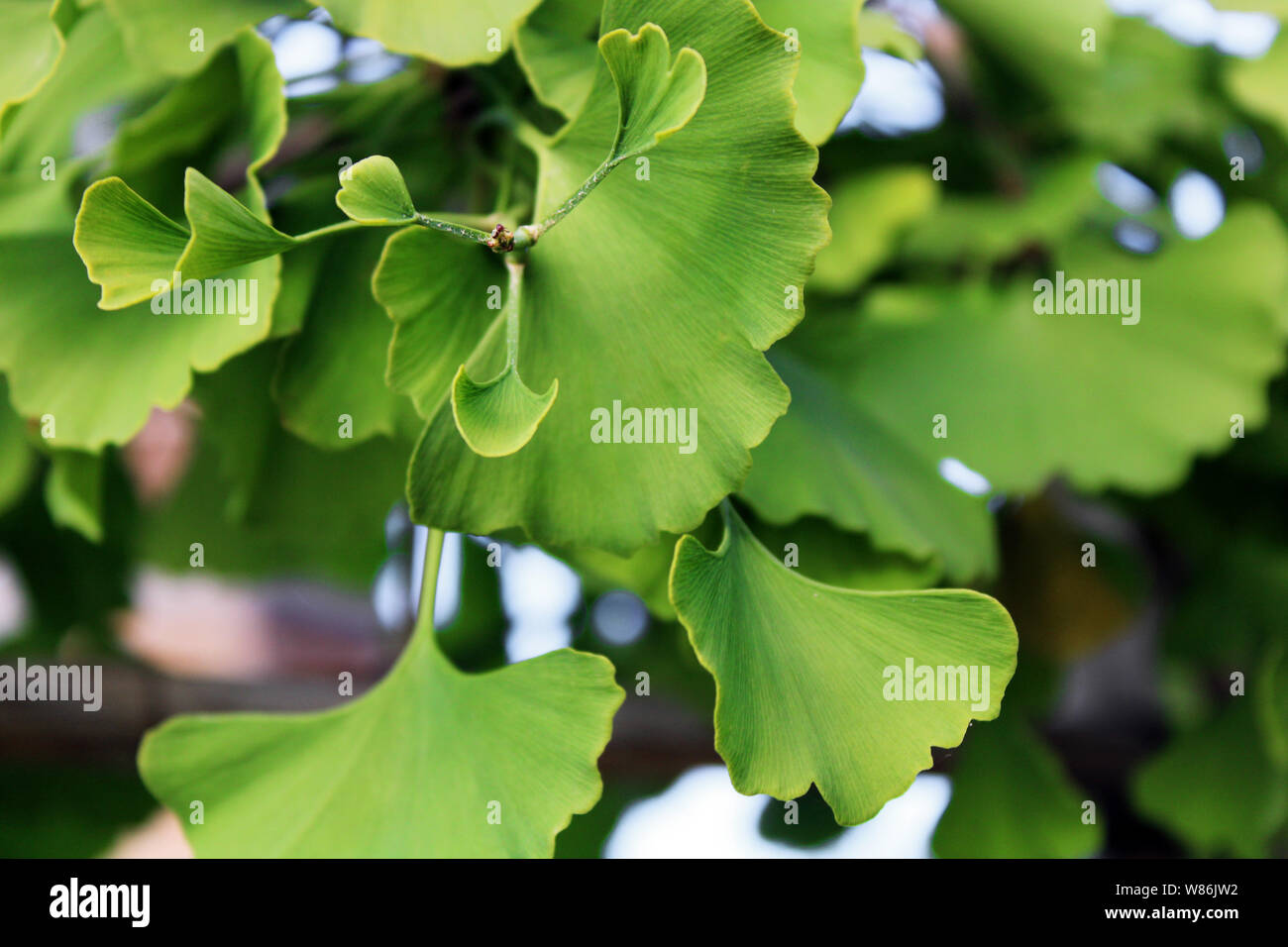Gingko Biloba Tree Stock Photos & Gingko Biloba Tree Stock Images - Alamy